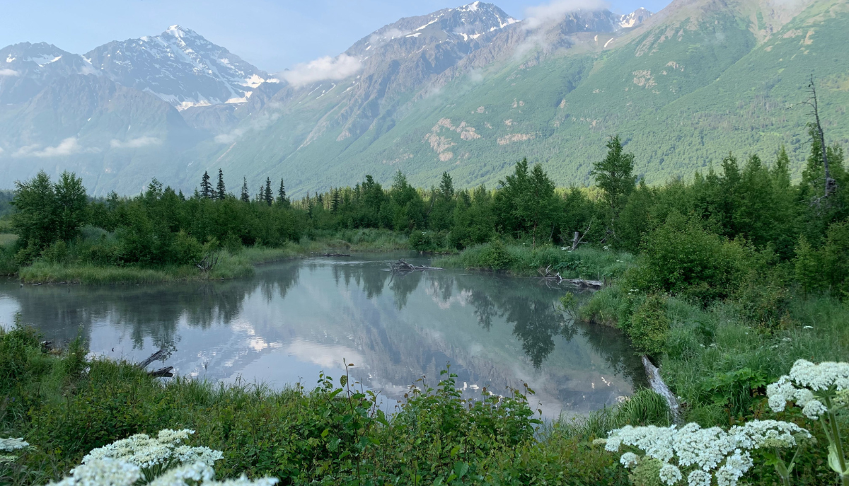 Alaskans root out invasive bugs and weeds - Land-Grant Impacts
