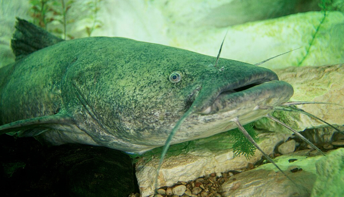 Research tracks genetic diversity to help manage invasive catfish ...