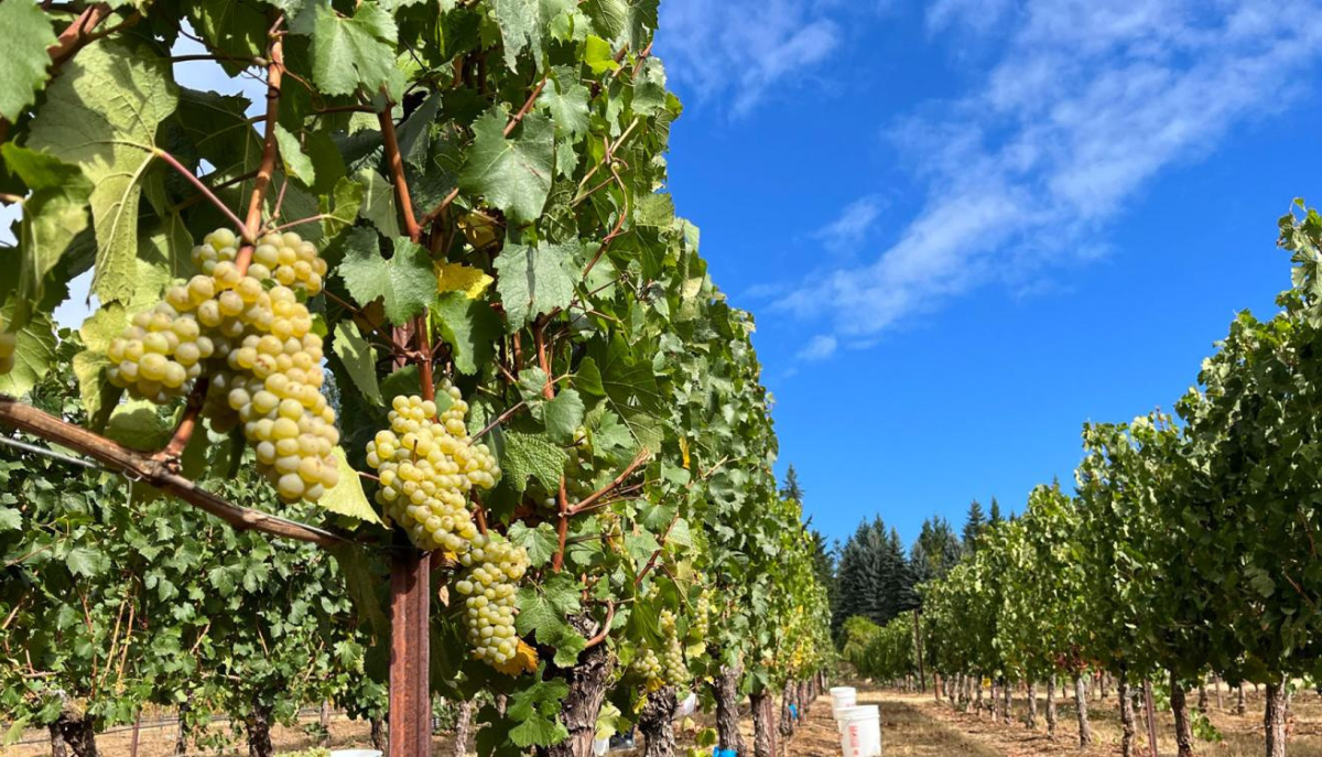 Leaf removal supports healthy wine grapes